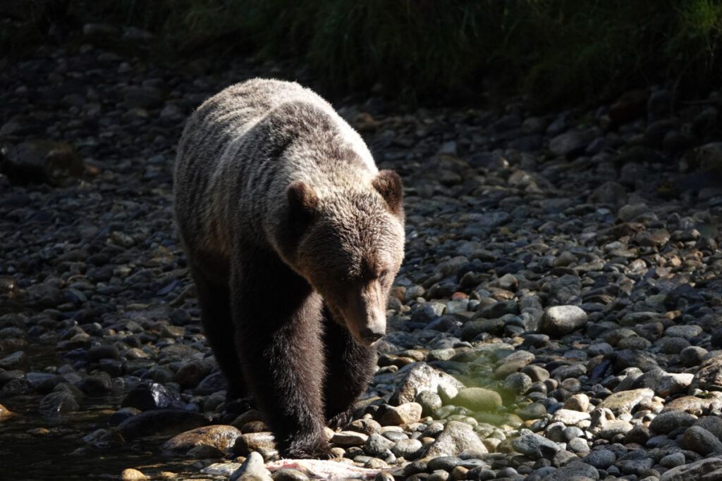 Bute Inlet Tour - Campbell River Grizzly Tours