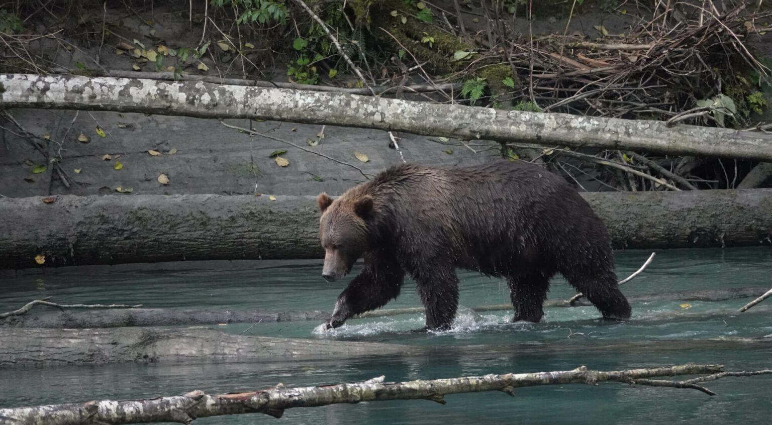 Toba Inlet Tour - Campbell River Grizzly Tours